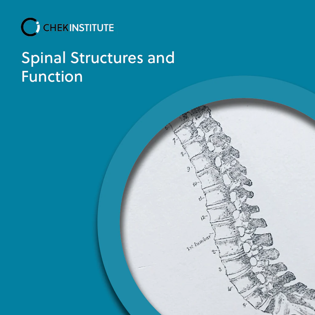 Spinal Structures and Function – Chek Institute