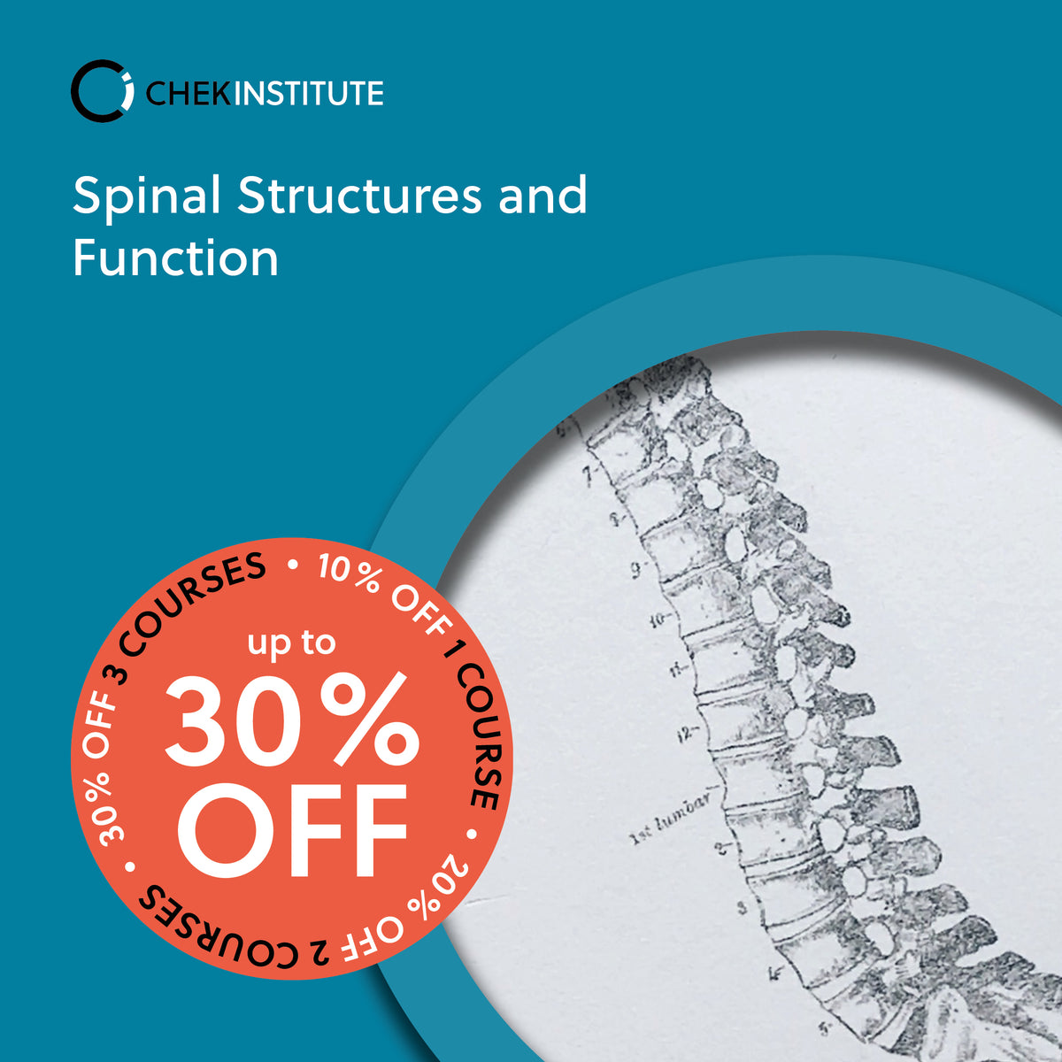 Spinal Structures and Function – Chek Institute